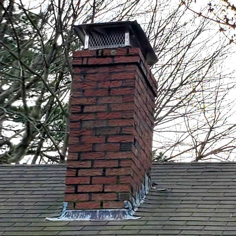 Animal Removal - Raccoon, Squirrel, Skunk & Bats | ARC Wildlife Removal ...