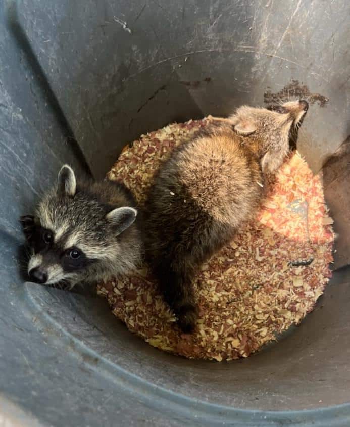 Raccoon Removal, Cleanup & Repairs | ARC Wildlife Removal Cape Cod