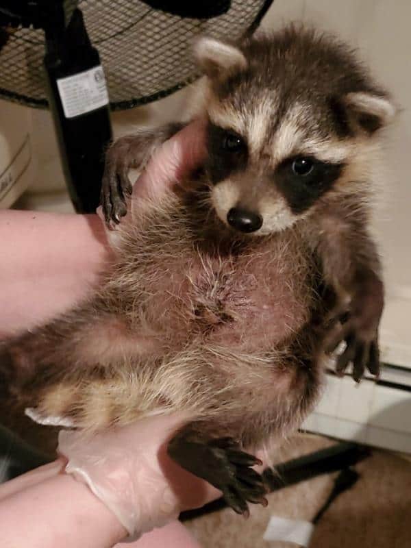 Raccoon Removal, Cleanup & Repairs | ARC Wildlife Removal Cape Cod