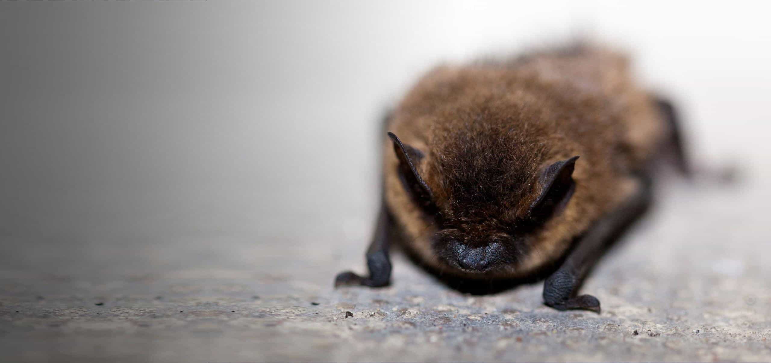 Animal Removal - Raccoon, Squirrel, Skunk & Bats | ARC Wildlife Removal ...