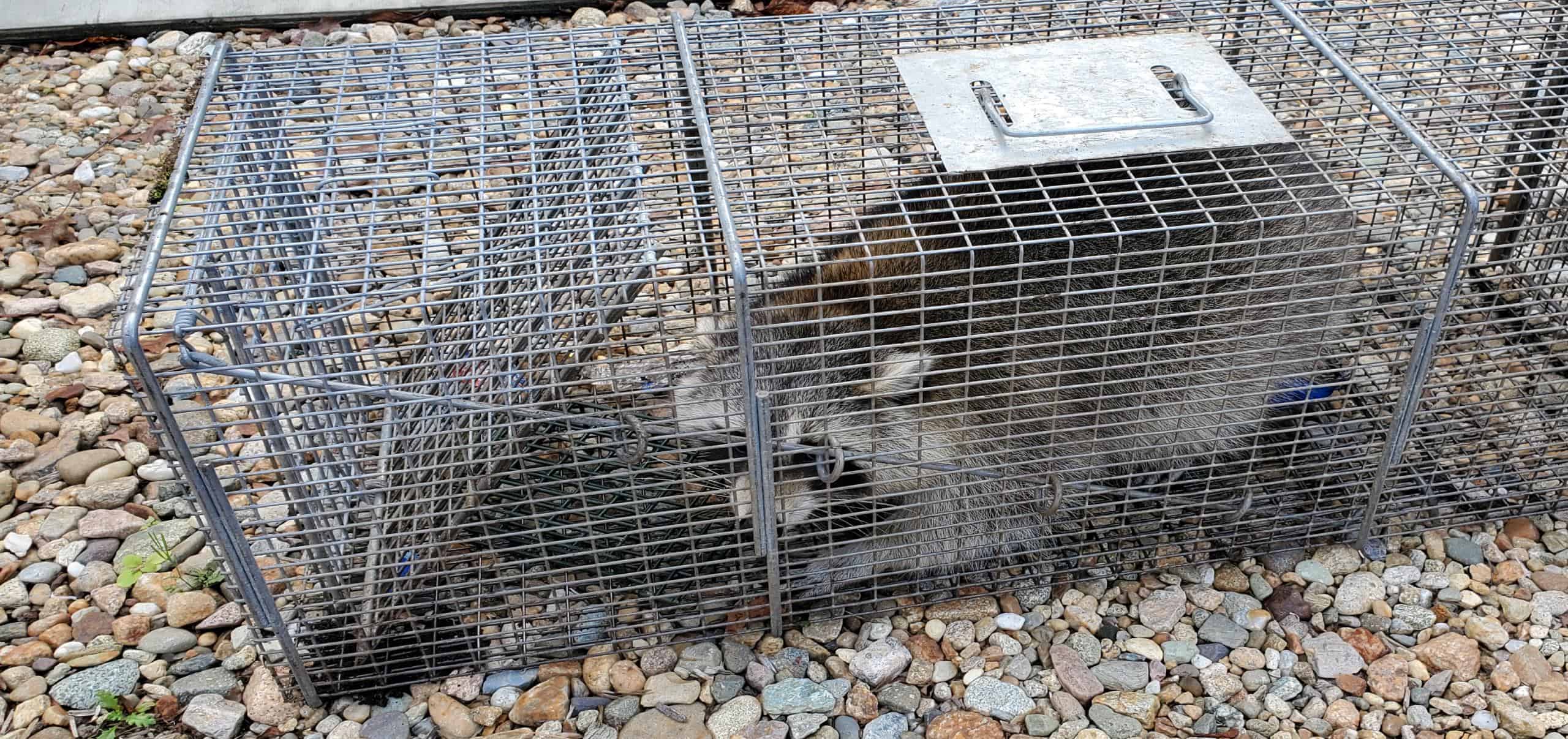Dead Animal Removal, Animal Trapper Near Me | ARC Wildlife Removal Cape Cod